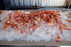 Shrimp Fishing, May 13, 2015 – WASHINGTON – Shellfish Fishing Opener ...